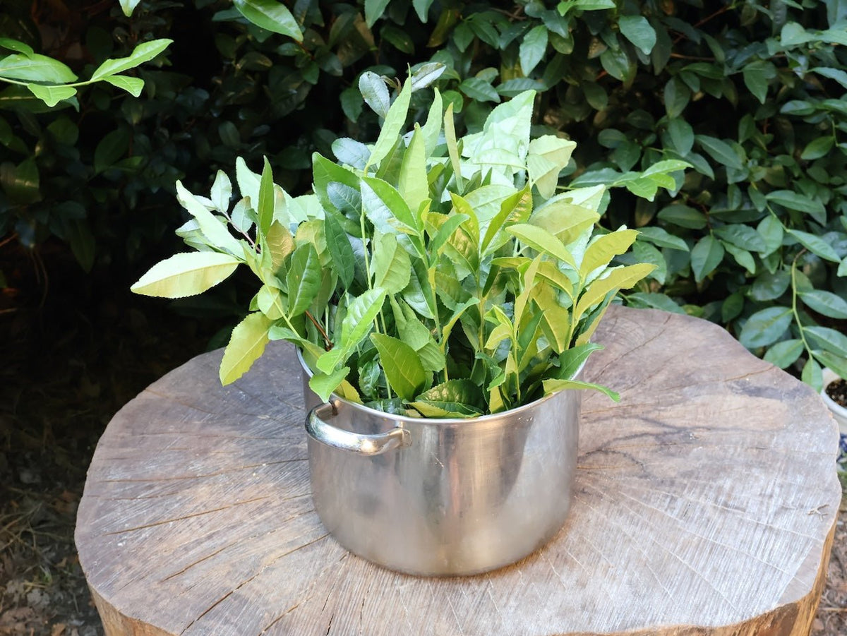 FERMENTED TEA SERIES #1: INTRODUCTION, EXAMPLES... AND CRAFTING DARK T ...