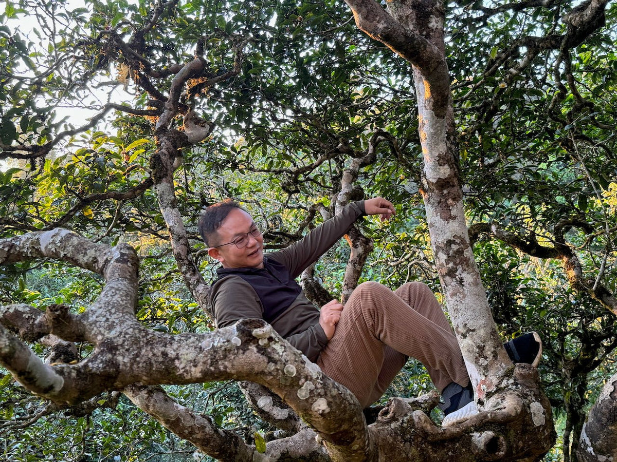 What is GuShu and why should you drink it? | O5 RARE TEA BAR