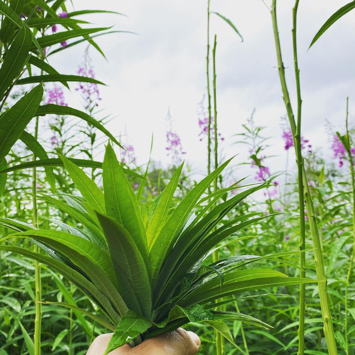 Wildcrafting & Handcrafting Ivan's Tea (Иван-чай) in Canada | O5 RARE ...