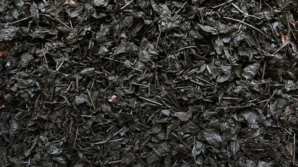 DIVINE MADMAN'S OAK ASH FERMENTED DARK TEA | for Bhutanese Tea with Bu ...