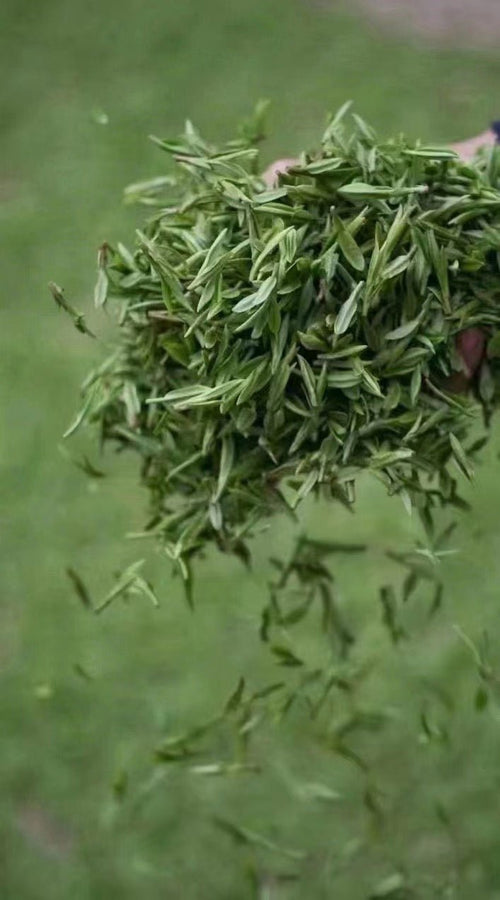 Matcha Near Me, Green Tea, Rare Teas, Pu Erh